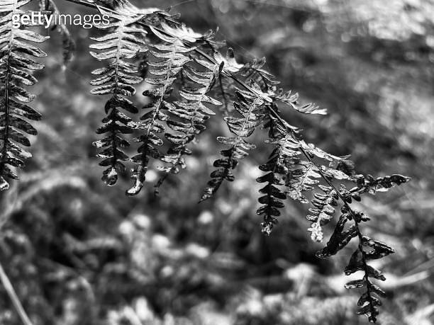 Wet Bracken leaves in autumn 이미지 (1806329173) - 게티이미지뱅크
