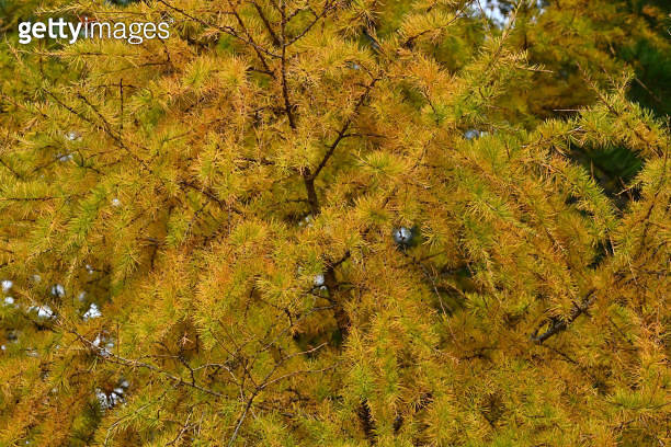 Tamarack tree, a conifer, turning golden in fall 이미지 (1776311644) - 게티이미지뱅크