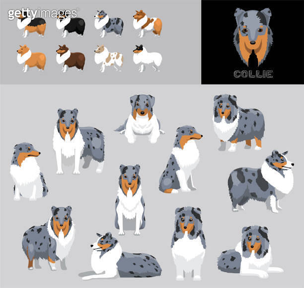 Dog Collie Blue Merle Coat Cartoon Vector Illustration Color Variation ...
