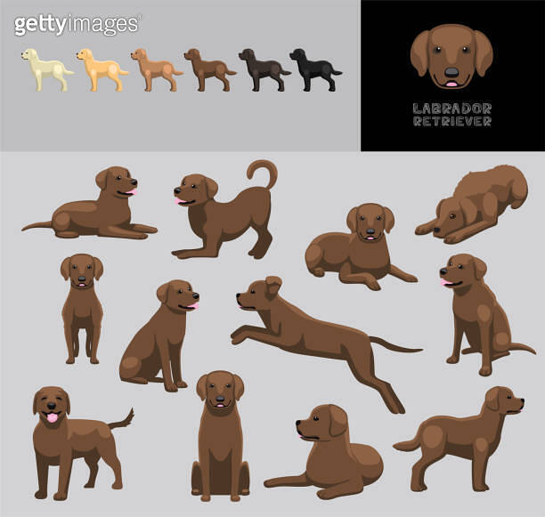Dog Labrador Retriever Chocolate Coat Cartoon Vector Illustration Color ...