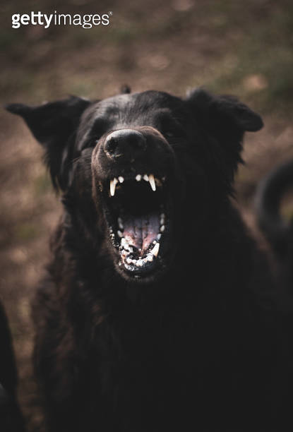 Big black dog barking at camera. 이미지 (1864022734) - 게티이미지뱅크