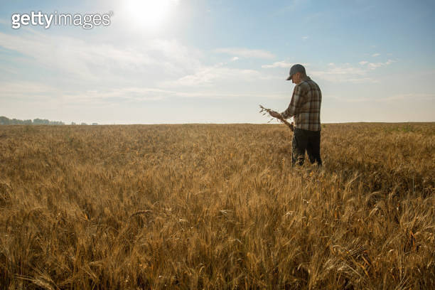 Man farmer checking the quality of wheat grain at the field ...