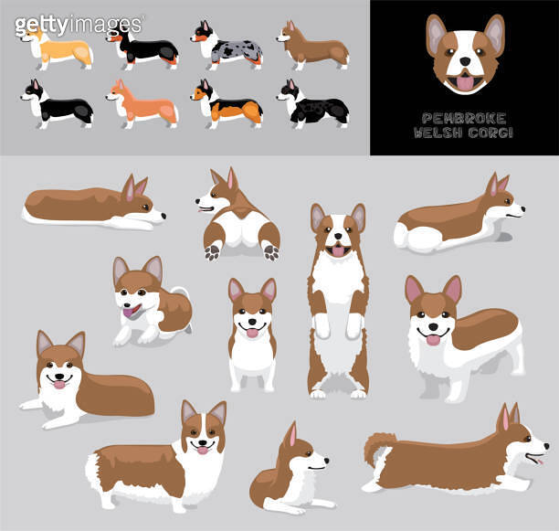 Dog Pembroke Welsh Corgi Brown Beige Coat Cartoon Vector Illustration ...