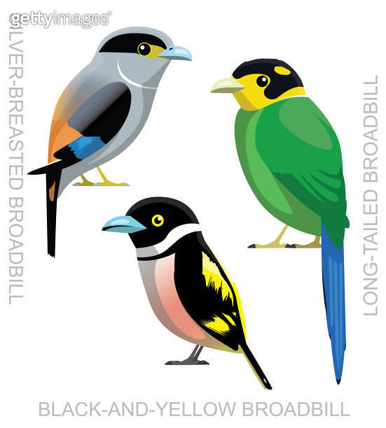 Cute Bird Broadbill Set Cartoon Vector 이미지 (1759241735) - 게티이미지뱅크