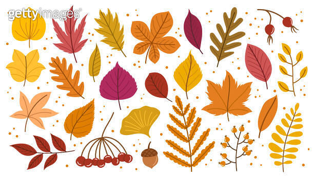 Autumn Leaves And Floral Elements Set Showcases Nature Brilliance With ...