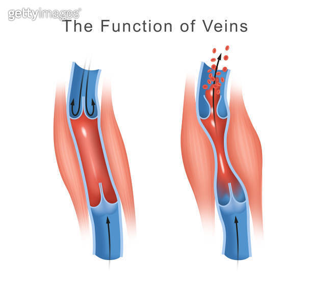 Structure and Function of veins (1472253517) - 게티이미지뱅크