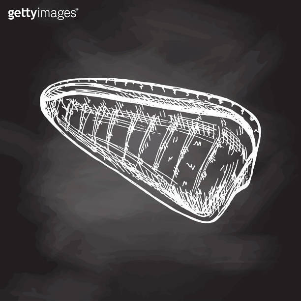 Hand drawn white sketch of seashell, clam, conch, whelk. Scallop sea ...