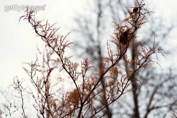 Autumn Natural Background. Dry leaves, brown stems. Pastel neutral ...