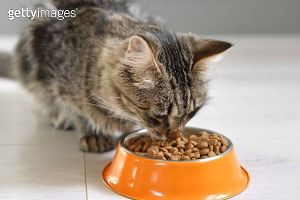 Cat Eating from Bowl. Young Cat Eats Food, Licking Tongue. Feline ...