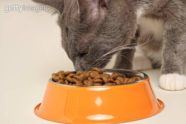 Cat Eating from Bowl. Young Cat Eats Food, Licking Tongue. Feline ...