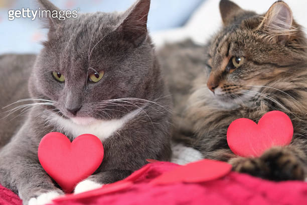 Two Cats Cuddling. Cat Couple. Cute Domestic Tabby Friendly Cats in ...