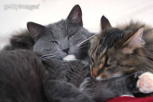 Two Cats Cuddling. Cat Couple. Cute Domestic Tabby Friendly Cats in ...