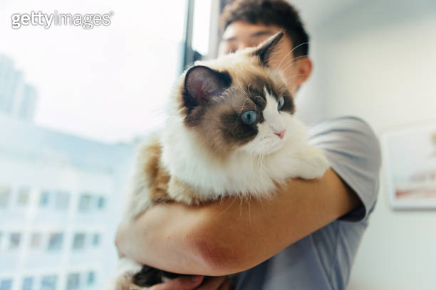 A solitary man keeps a Brador cat and enjoys life at home - harmonious ...