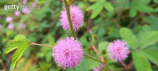 The sensitive weed or mimosa pudica 이미지 (1769986897) - 게티이미지뱅크