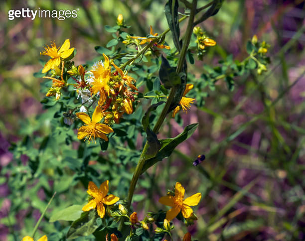 Close-up of a flowering medicinal herb St. John's wort. Latin name ...