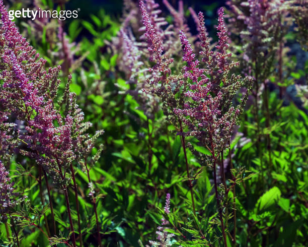 Astilbe chinensis, commonly known as false goat's beard, tall false ...