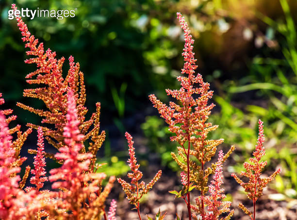 Astilbe chinensis, commonly known as false goat's beard, tall false ...