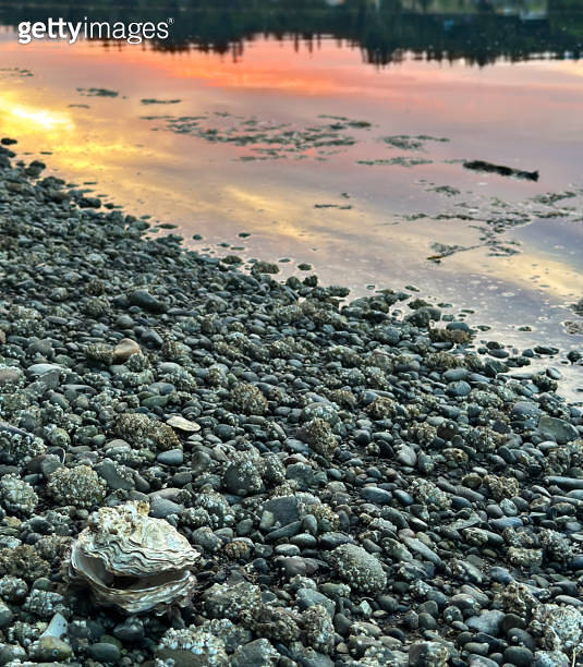 Oyster is surrounded by barnacle-covered rocks on the beach of ...