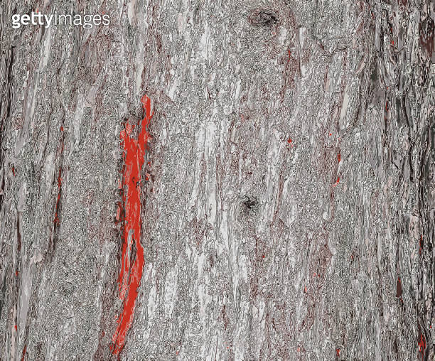 Vector illustration of Larix decidua or European Larch bark texture ...