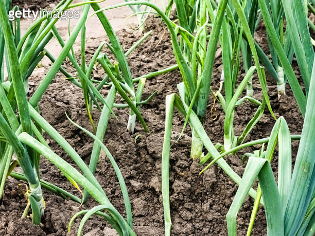 Green fresh long onion grows in the garden. Edible plant, nature ...