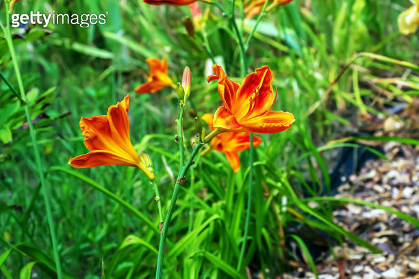 Hemerocallis fulva or the orange day-lily. Corn lily flowering in the ...