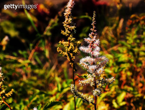 Astilbe chinensis, commonly known as false goat's beard, tall false ...