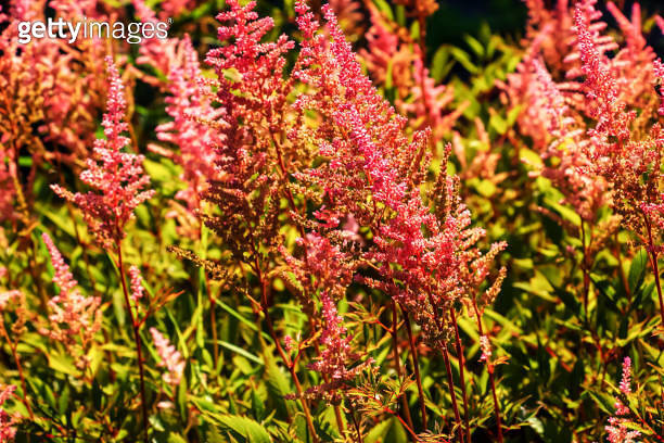 Astilbe chinensis, commonly known as false goat's beard, tall false ...