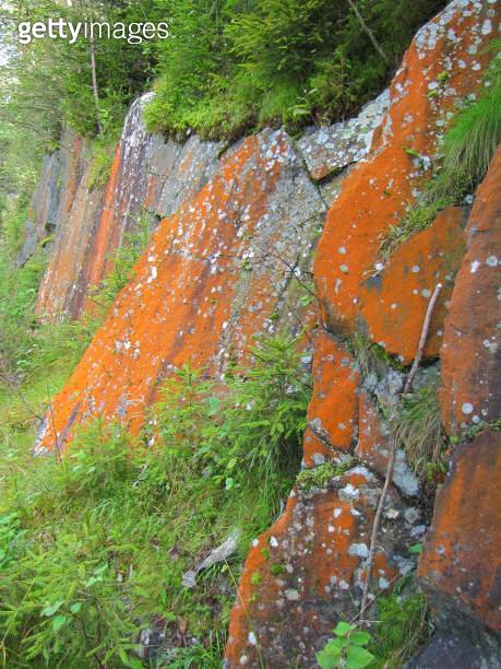 Rocks covered with bright orange lichen in a forest 이미지 (1510696745 ...