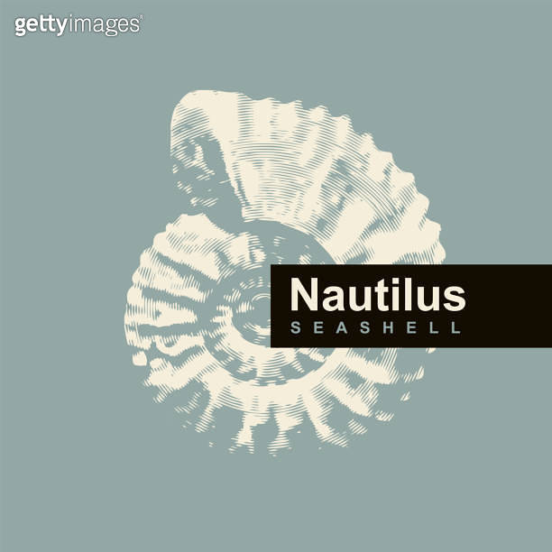 vector logo with drawing ammonite shells or nautilus (1453365866) 일러스트 ...