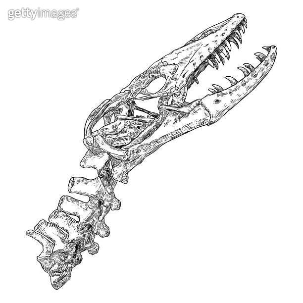 Komodo dragon lizard skull. Anguimorphs with big teeth. Water monitors ...