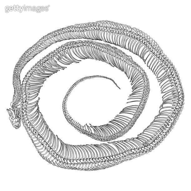 Python snake skeleton drawing illustration. Black serpent with skull ...
