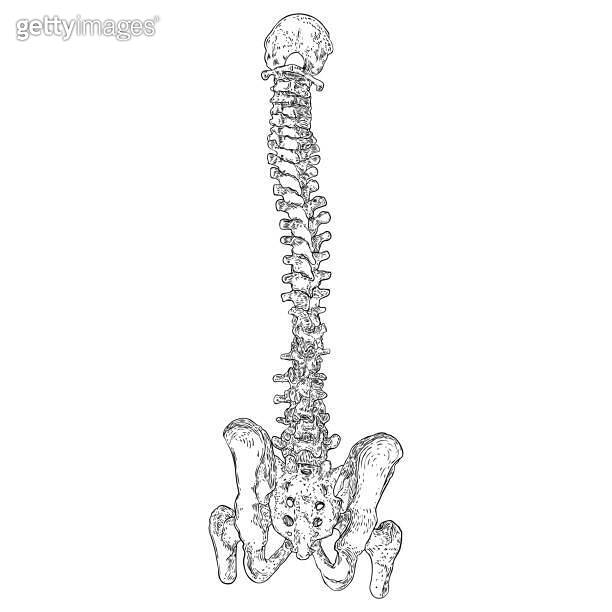 Human spine bones anatomy with Intervertibral disks, Cervical, Thoracic ...