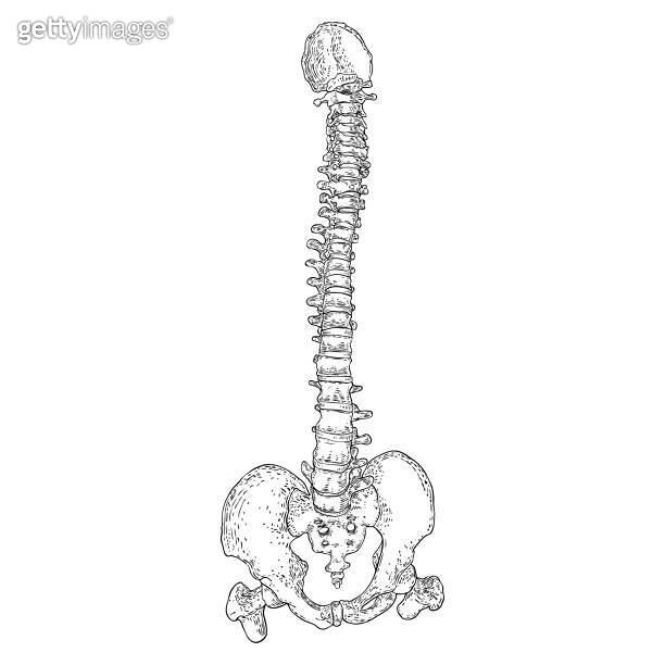 Human spine bones anatomy with Intervertibral disks, Cervical, Thoracic ...