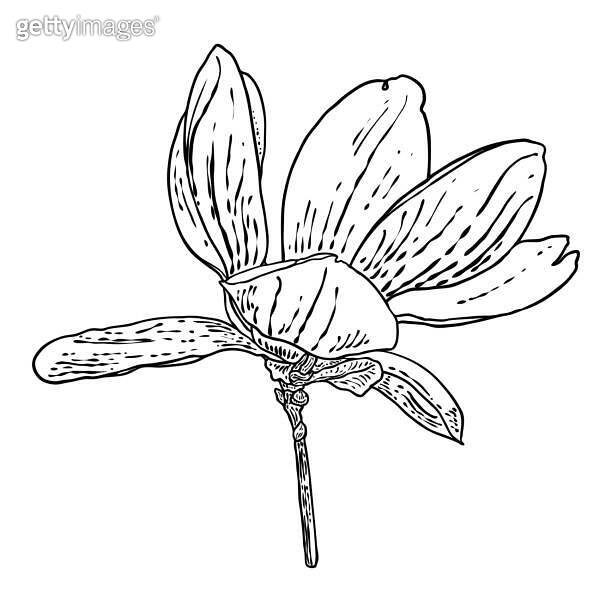 Magnolia head on the branch. Spring flower bloom. Botanical ...