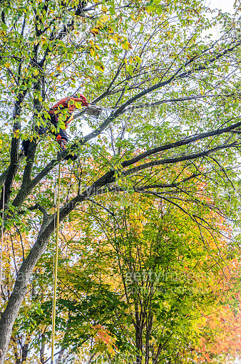 Man standing high in tree for trimming branches 이미지 (1735406983) - 게티이미지뱅크