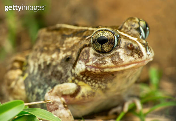 The Indian burrowing frog, Sphaerotheca breviceps., Satara, Maharashtra ...