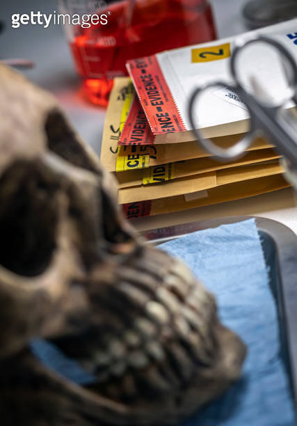 Skull adult person in murder investigation in a forensic laboratory ...