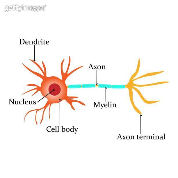 Neuron communication anatomy. Neuron structure diagram. (1747142207 ...