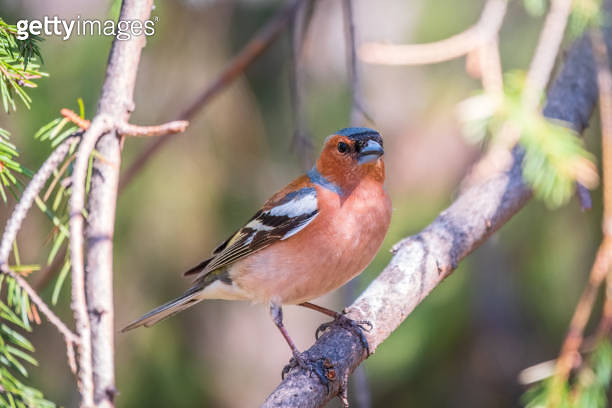 Common chaffinch, Fringilla coelebs, sits on a branch in spring on ...