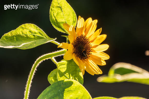 Close-up on the head of sunflower blooming, textures of stamens 이미지 ...