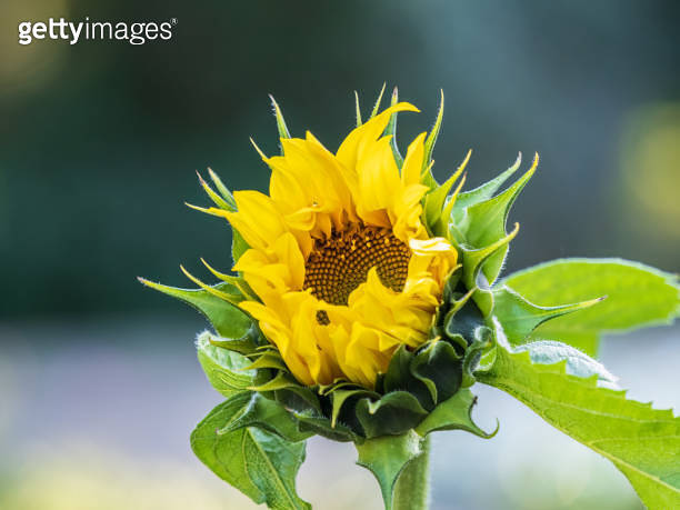 Close-up on the head of sunflower blooming, textures of stamens 이미지 ...