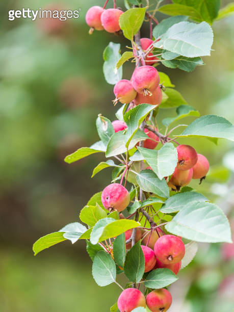 Bright red small wild apples among the yellow leaves in autumn. 이미지 ...