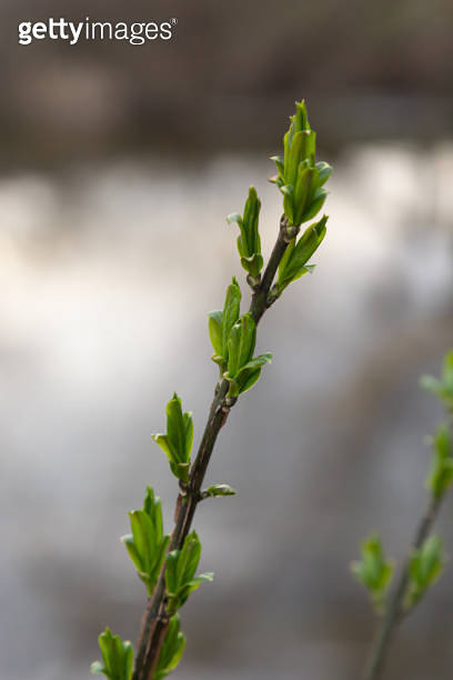 budding buds on a tree branch in early spring macro. Early spring, a ...