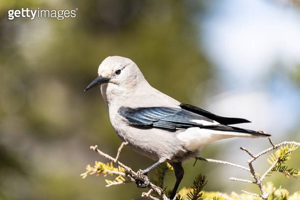Clark's Nutcracker perched on a tree branch. Banff National Park ...