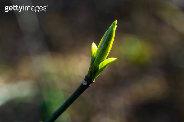 budding buds on a tree branch in early spring macro. Early spring, a ...