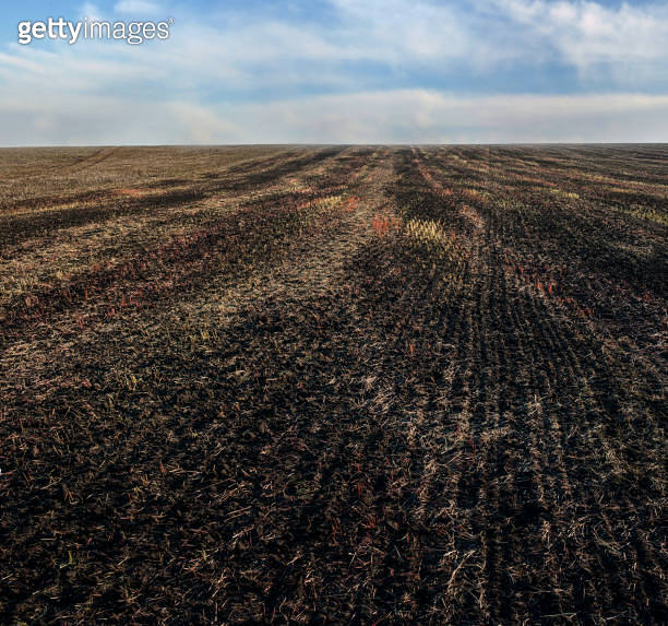 Buckwheat field after harvest, soil and stubble, agriculture texture ...