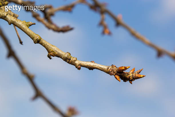 budding buds on a tree branch in early spring macro. Early spring, a ...