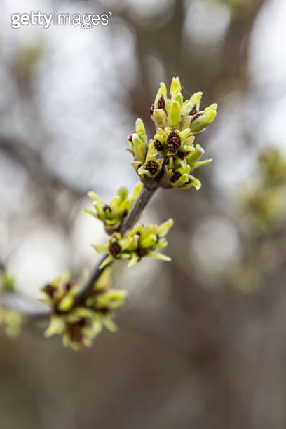 budding buds on a tree branch in early spring macro. Early spring, a ...