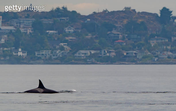 Majestic Orca Pod in the Strait of Juan de Fuca Near San Juan Islands ...