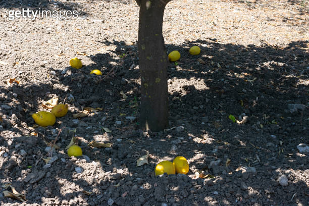 Rotten and damaged lemon fruits are lying on the ground in the garden ...